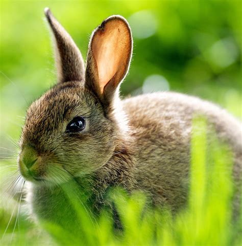 კურდღელი გრანული