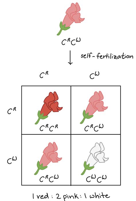 Codominant Trait Biology Simple