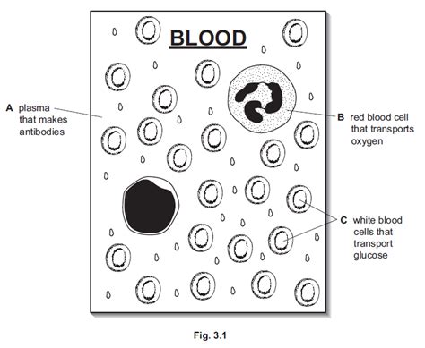 IGCSE Biology 0610 9 4 Blood IGCSE Style Questions Paper 4