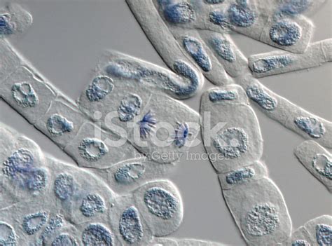 Onion Root Tip Cells In Mitosis Stock Photo Royalty Free FreeImages