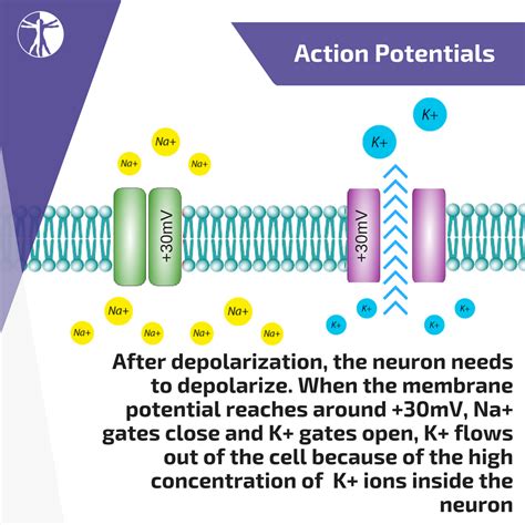 Neuron Depolarization