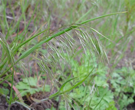 Bromus Tectorum Alchetron The Free Social Encyclopedia