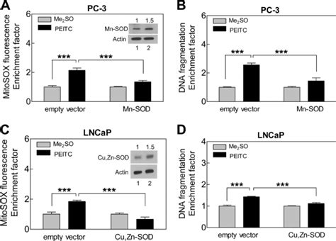 Sod Overexpression Inhibited Peitc Mediated Ros Generation And Download Scientific Diagram