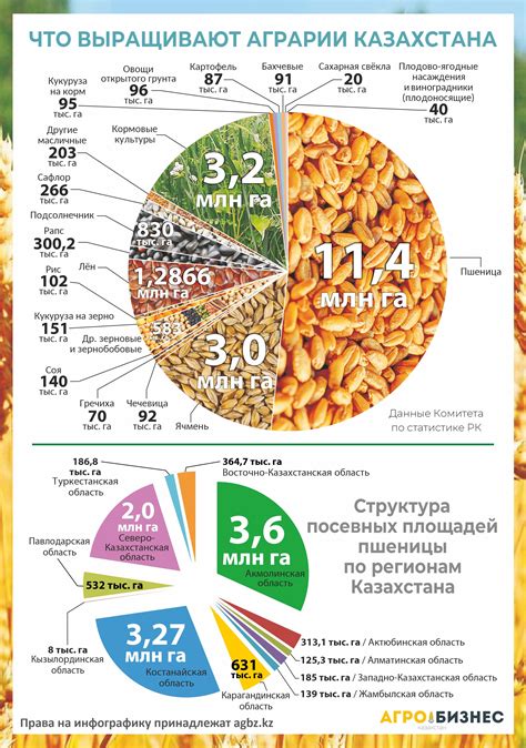 Что выращивают аграрии Казахстана — АГРО БИЗНЕС КАЗАХСТАН