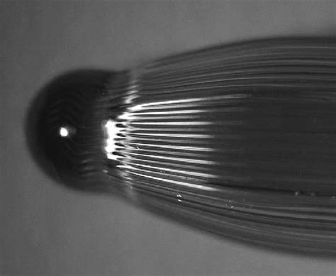 6 Glass Capillary Array With A Sealed End Download Scientific Diagram
