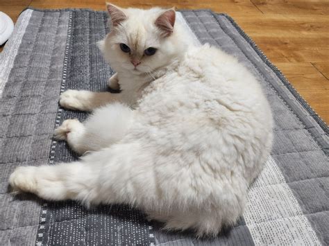 페르시안 친칠라 맞나요 지식in