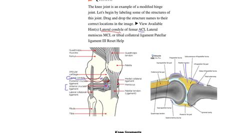 The Knee Joint Is An Example Of A Modified Hinge Joint Lets Begin By Labeling Some Of The