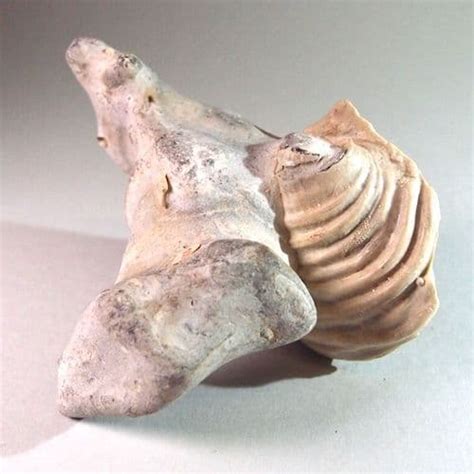 Fossil Bivalve Inoceramus In Flint Nodule 80 Million Years Old Kent