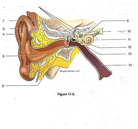 Lab Exercise 11 Objective 4 Diagram Quizlet