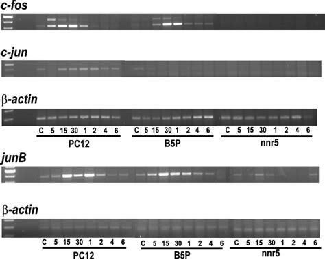 Expression Of Mrna For Immediate Early Genes In Response To Download High Quality