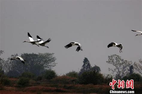 中国最大淡水湖鄱阳湖迎候鸟迁徙高峰 搜狐大视野 搜狐新闻