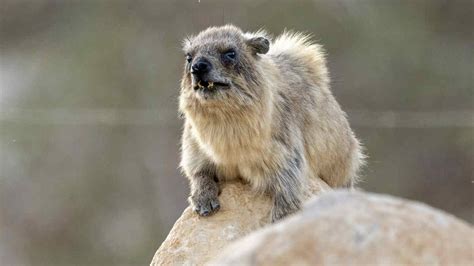 Rock Hyrax Males With Rhythm More Likely To Find A Mate