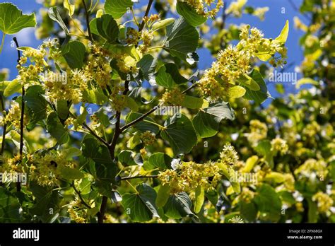 Linden Tree Flowers Clusters Tilia Cordata Europea Small Leaved Lime