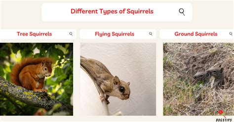 Where Do Squirrels Sleep The Exciting Facts Bugstips