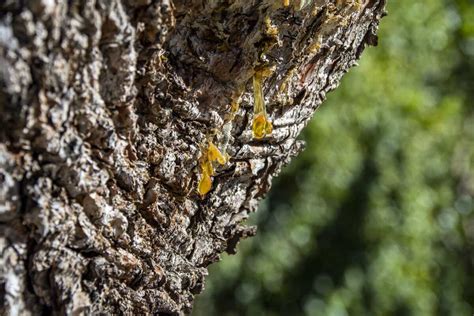 How To Stop Sap From Coming Out Of Tree Effective Solutions