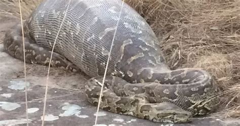 anaconda vs miniconda vs python r learnpython