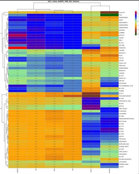 Development Bikas Basnet