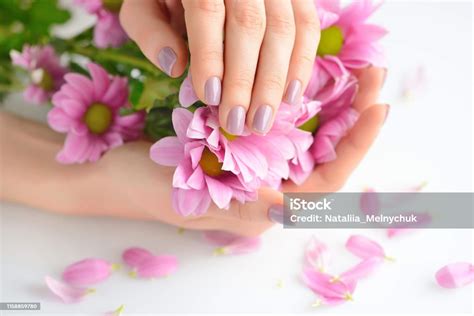 흰색 배경에 손톱과 분홍색 꽃에 분홍색 매니큐어와 여자의 손 꽃 식물에 대한 스톡 사진 및 기타 이미지 꽃 식물 꽃잎
