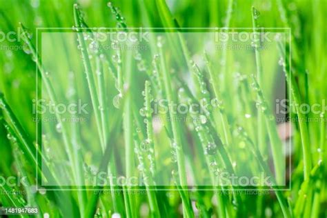 젖은 생생한 녹색 잎으로 만든 자연스러운 배경은 반짝이는 물방울과 복사 공간으로 직사각형 프레임을 가지고 있습니다 0명에 대한 스톡 사진 및 기타 이미지 Istock