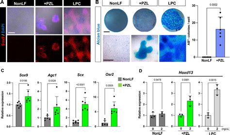 Direct Reprogramming Of Non Limb Fibroblasts To Cells With Properties Of Limb Progenitors Pmc