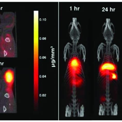 A Tracer Dynamics In Group A Rats Slices Through The Mpi Volume Over