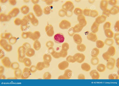 Lymphocyte Stock Image Image Of White Cell Lymphocyte 42788345