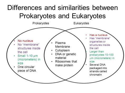 The Key Similarities And Differences A Venn Diagram Comparison Of Prokaryotic And Eukaryotic Cells