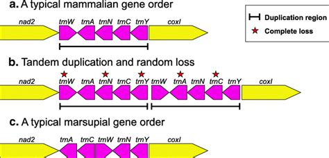 The Hypothetical Process Of Gene Rearrangement In The Model Of Tandem