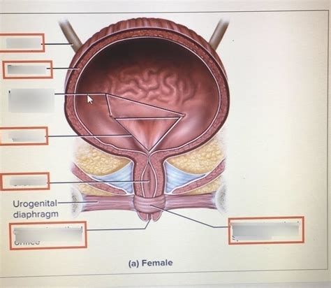 Lab Exam 3 Diagram Quizlet