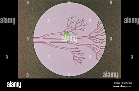 Capillary Vessels Stock Videos And Footage Hd And 4k Video Clips Alamy
