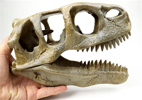 Utahraptor Skull Dinosaur Fossil Seplica Prehistoric Decor T For