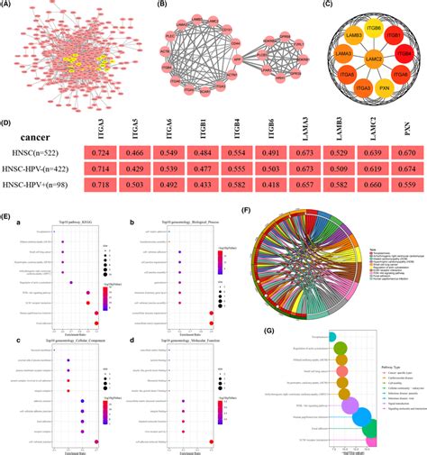 Hub Genes Analysis A Ppi Network Was Obtained From The String