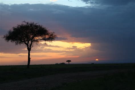 일몰 아카시아 케냐 Pixabay의 무료 사진