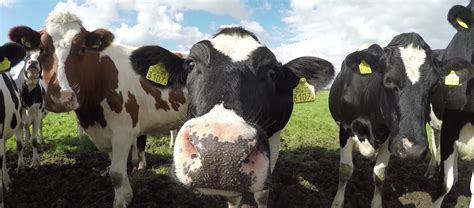 Contact Us Eio Diagnostics