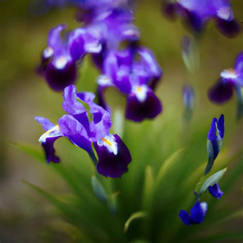 Descubra A Beleza Exótica Da Iris Xiphium