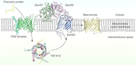 Schematic Of β Barrel Outer Membrane Protein Biogenesis In Download Scientific Diagram