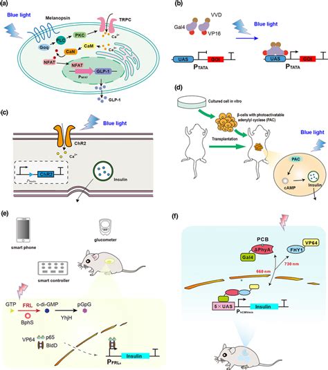 Optogenetic Circuits Developed For Diabetes Therapy Download