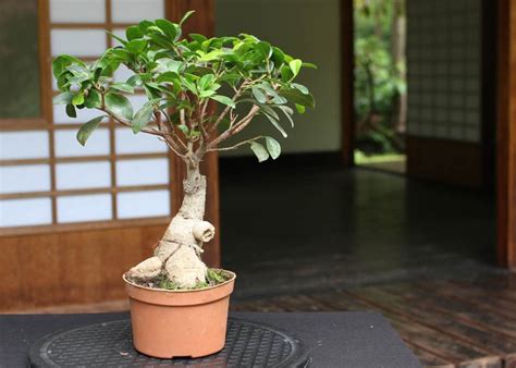 Care Guide For The Ficus Bonsai Tree Retusa And Ginseng Bonsai Empire