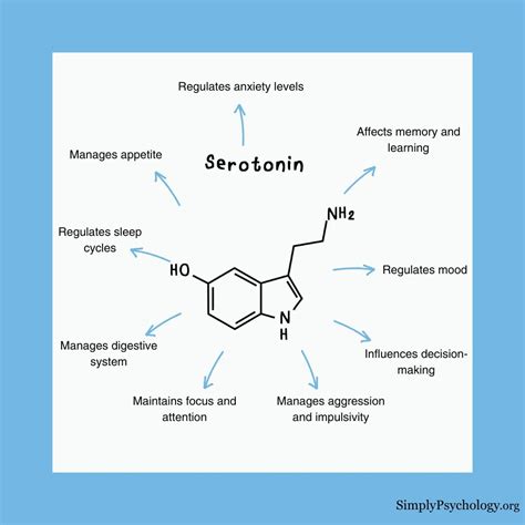 How Serotonin Works In The Brain