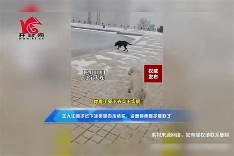 主人让狗子试下冰面是否冻结实，没想到俩狗子照办了