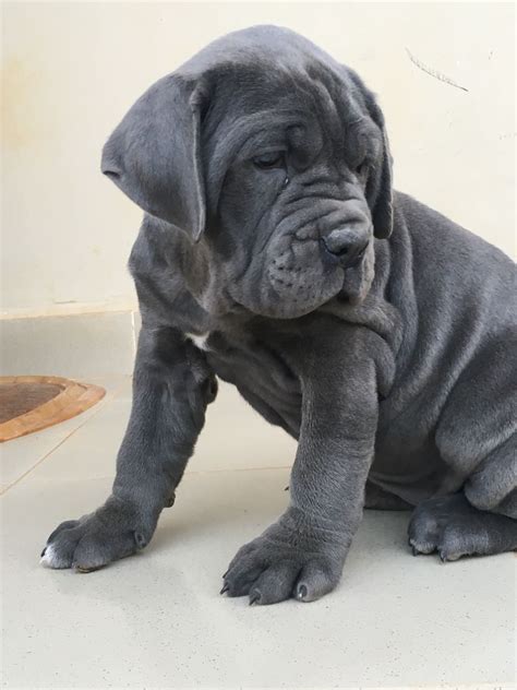 Female Neapolitan Mastiff Pup For Sales Pets Nigeria