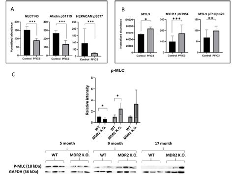 Cell Adhesion And Cytoskeleton Alterations In Pfic3 Liver Samples A Download Scientific