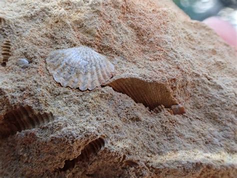 Brachiopod Fossil With Tentculites A  Member Collections The Fossil Forum