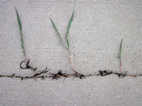 Quackgrass Identification Control And Uses