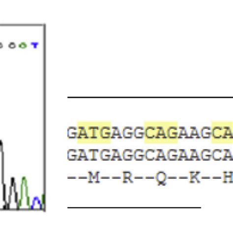 Sequence Analysis Of The Patient Download Scientific Diagram