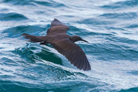Wildlife Holidays In São Tomé And Príncipe For 202627 Naturetrek