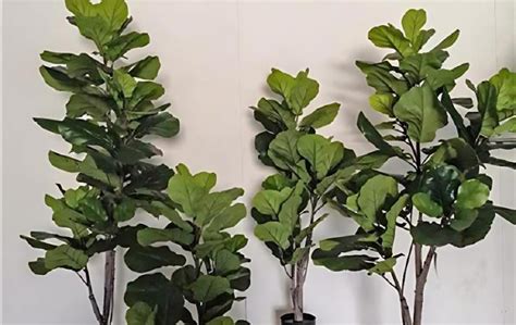 琴叶榕好养吗应该怎么养 农业种植网