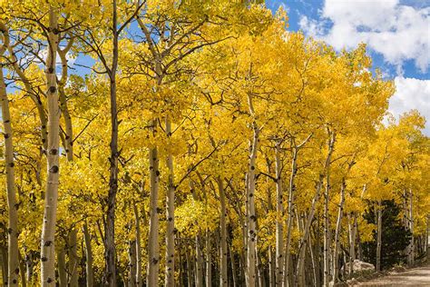 How To Grow And Care For Quaking Aspen Trees Gardeners Path