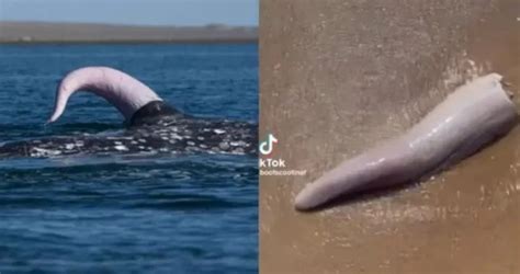 VIDEO El Supuesto Pene De Una Ballena Hallado En Una Playa