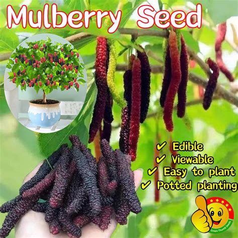 100 Original Sweet Dwarf Mulberry Seeds Rare Mulberry Fruit Seeds